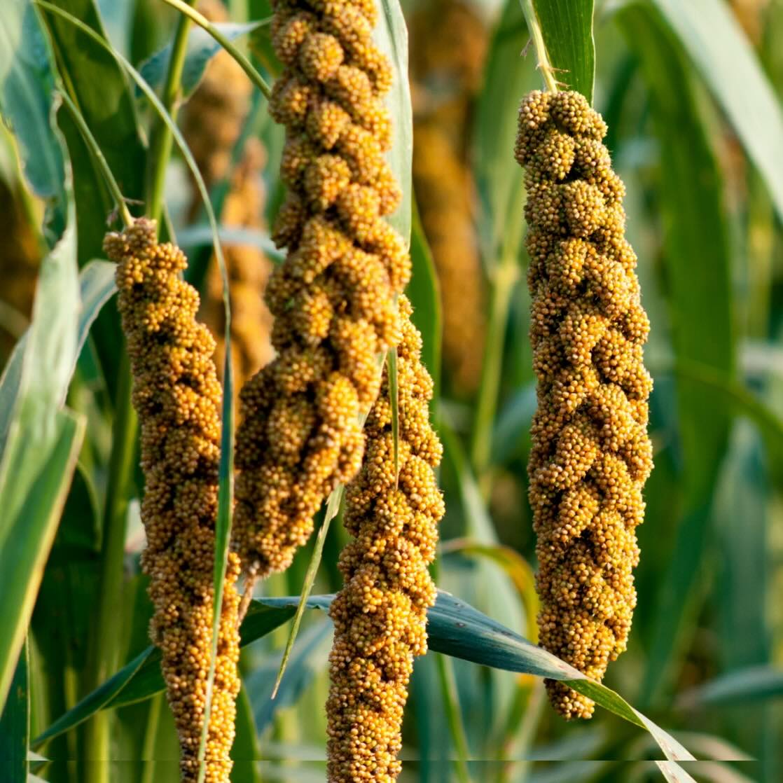 millets.jpg?v=1711278449